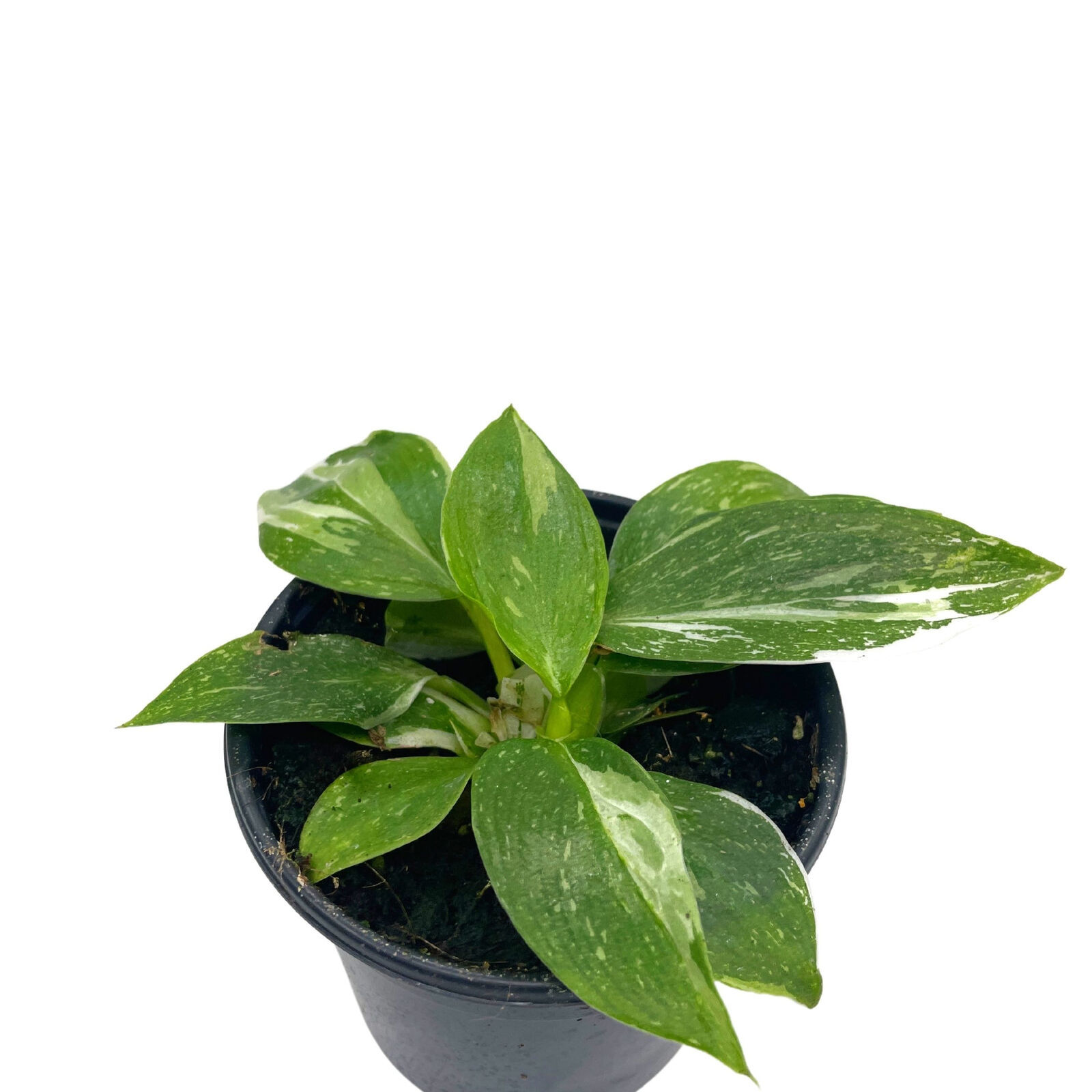 Philo White Wizard, 4 inch, Rare Variegated Philodendron erubescens ...