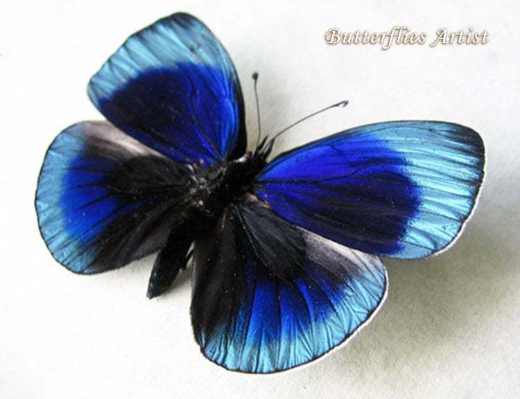 Blue Star Sapphire Asterope Leprieuri Real Butterfly Framed Entomology ...