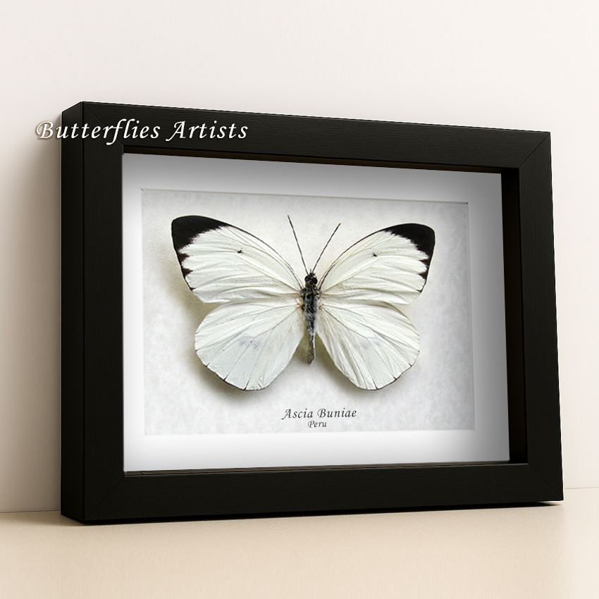 White Black Ascia Buniae Real Butterfly and similar items
