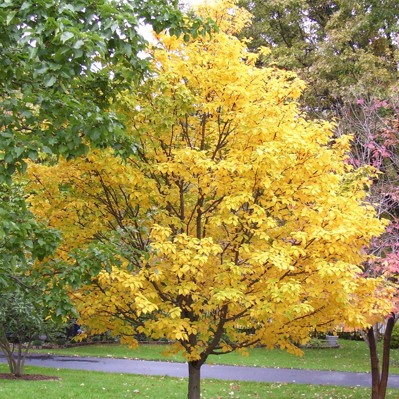 Sorbus Alnifolia Korean Mountain Ash Tree Attractive Autumn Foliage ...