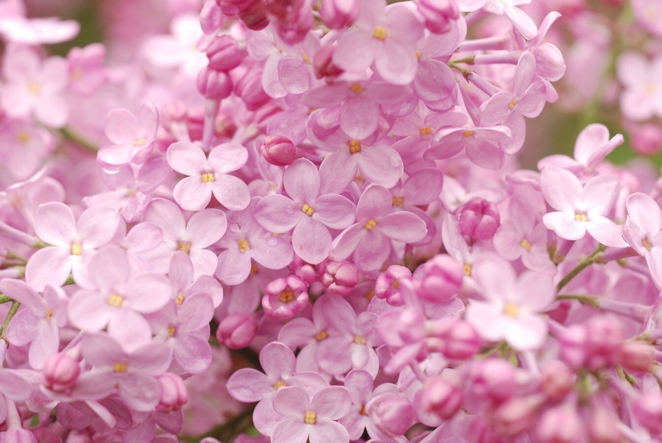 25 Blush Lilac Seeds Tree Fragrant Flowers Perennial Seed Flower Fresh ...