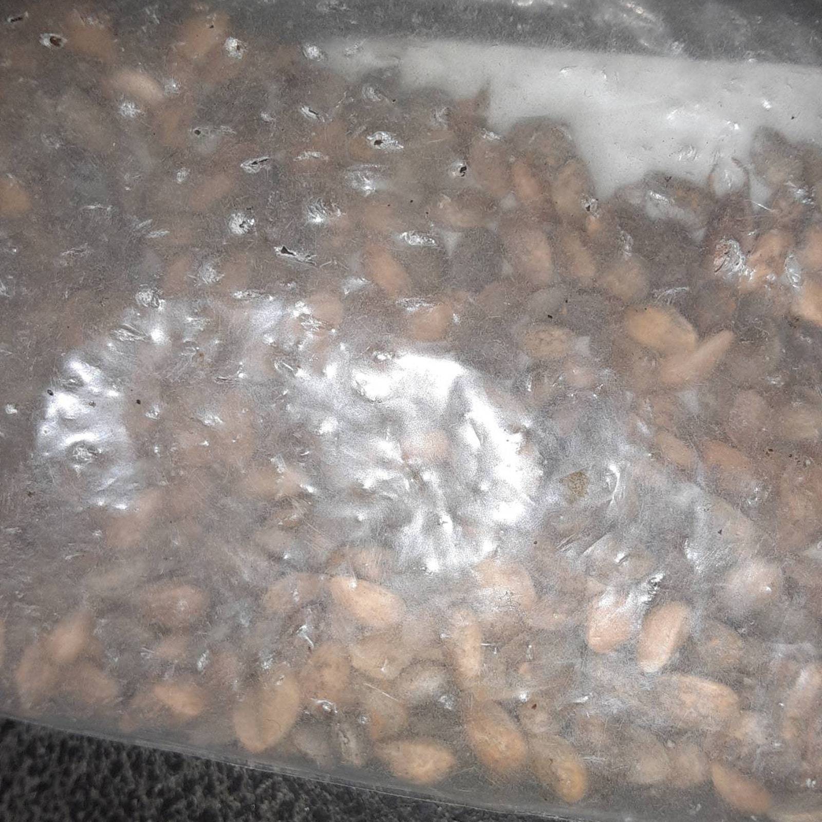 Brutia Pine Tree Seeds Pinus Halepensis Brutia Fresh Seeds - Seeds & Bulbs