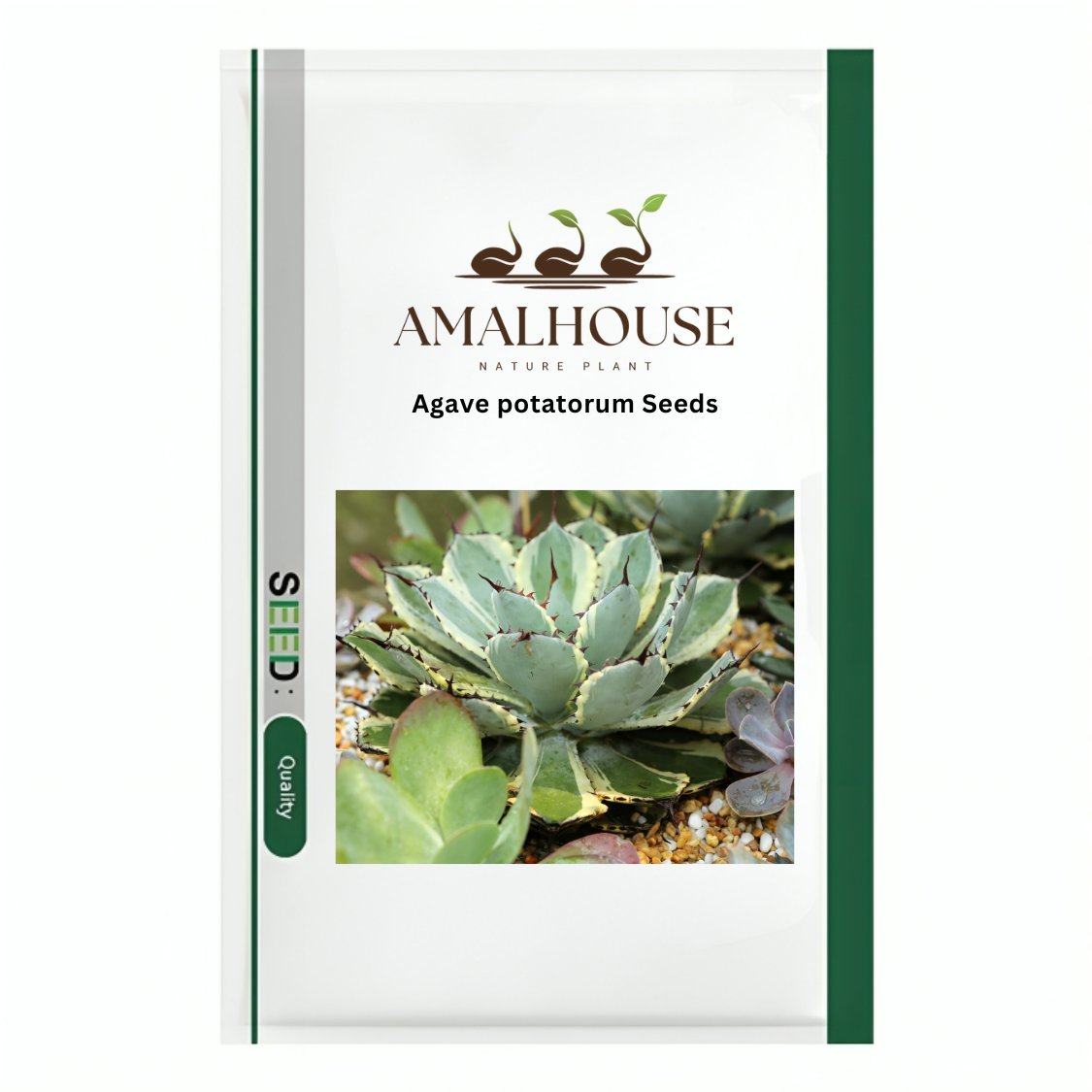 Agave potatorum - 10 PCS Seeds - Home & Garden