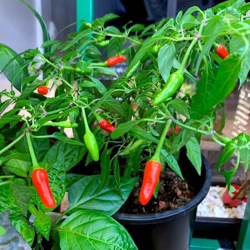 HT 10 Guam Boonie Pepper Seeds Doni Sali Capsicum Chinense Fast Grow ...