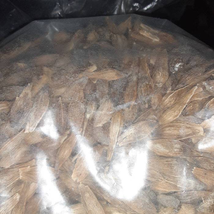Silverleaf Maple Tree Seeds Acer Saccharinum Water Maple Soft Maple ...