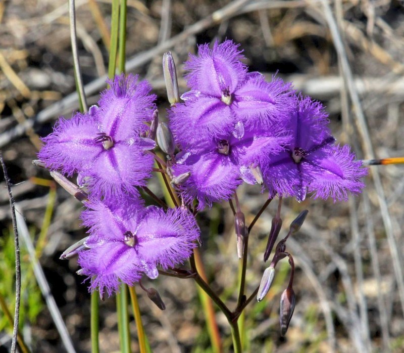 Thysanotus Multiflorus Many Flowered Fringe Lily 8 Heirloom Seeds ...
