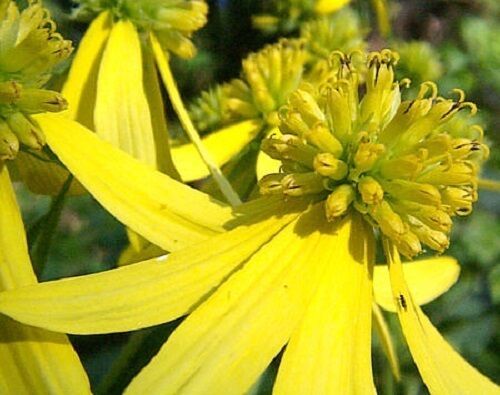 50 Of YELLOW IRONWEED - WINGSTEM - ACTINOMERIS FLOWER SEEDS - SHADE ...