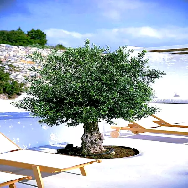10 Canino Olive Tree Seeds (Olea Europaea) European Common Edible Fruit ...