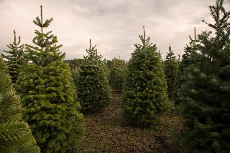 KKG 100 Christmas Tree Seeds For Planting Balsam Fir Abies Balsamea US ...