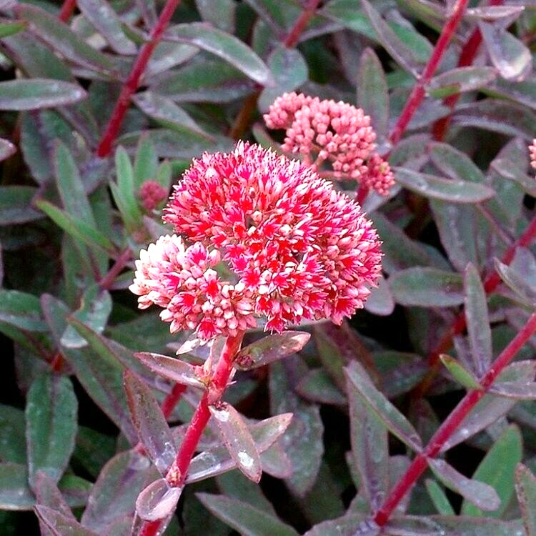 LWSTORE 30 Marina Sedum Seeds Sedum Telephium Marina USPS Shipping ...
