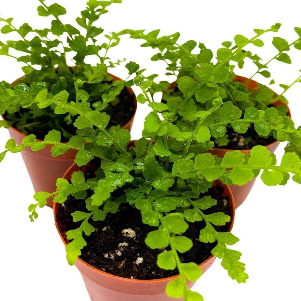 Boston Fern 2 inch Set of 3 Nephrolepis exaltata Bostonfern Tiny Mini ...