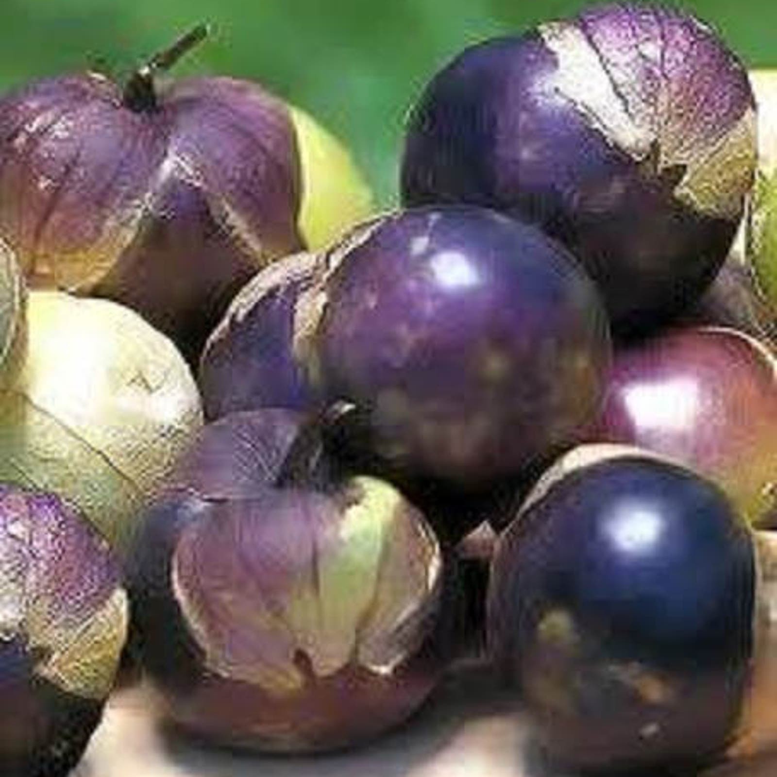 50 Purple Tomatillo Husk Tomato Physalis Ixoxcarpa Fruit Vegetable ...