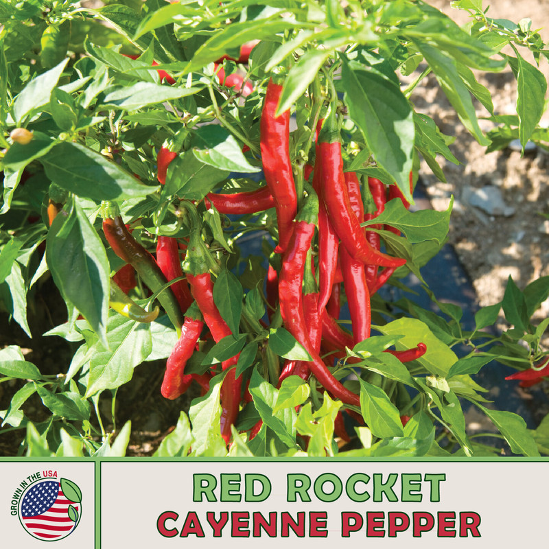 BRN 10 Organic Red Rocket Cayenne Pepper Seeds Heirloom Non Gmo Fresh ...