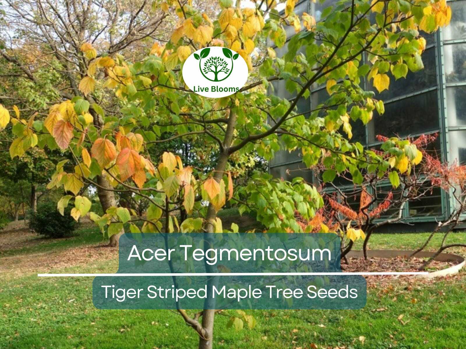 10 Seeds Acer Tegmentosum (Tiger Striped Maple) for Planting - Unique ...
