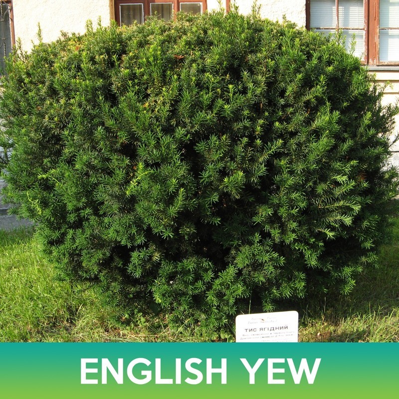 English Yew Tree Common Yew Taxus Baccata Bulk Seeds - Seeds & Bulbs