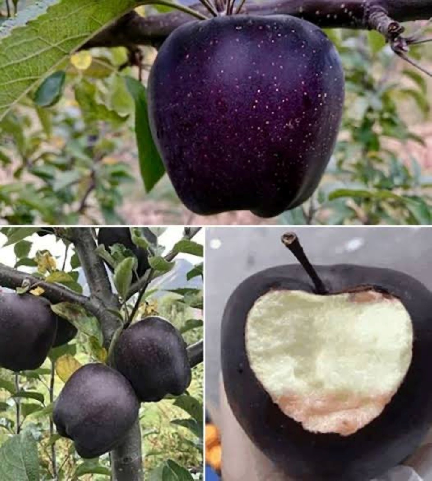 Arkansas Black Apple Tree 4-5’ Grafted, Over sized, Bare root, Not for ...