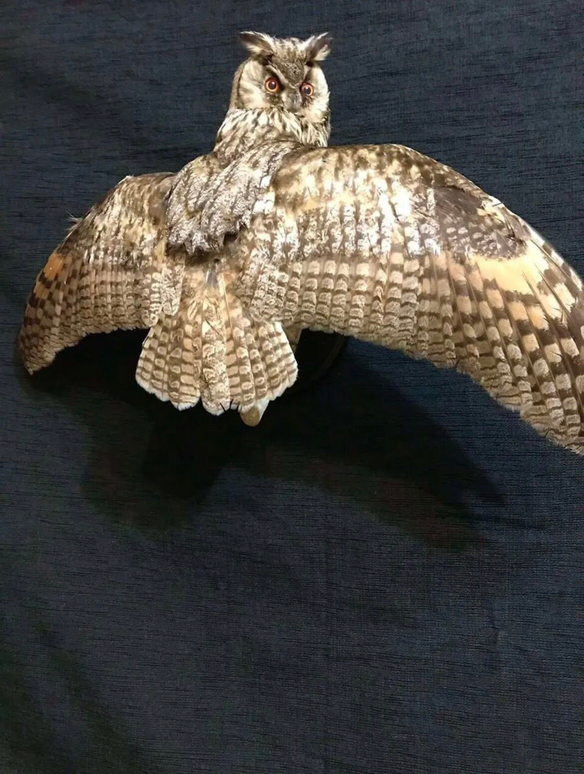 Taxidermy Mounts Long Ear OWL Real Bird Mount Stuffed owl flight ...