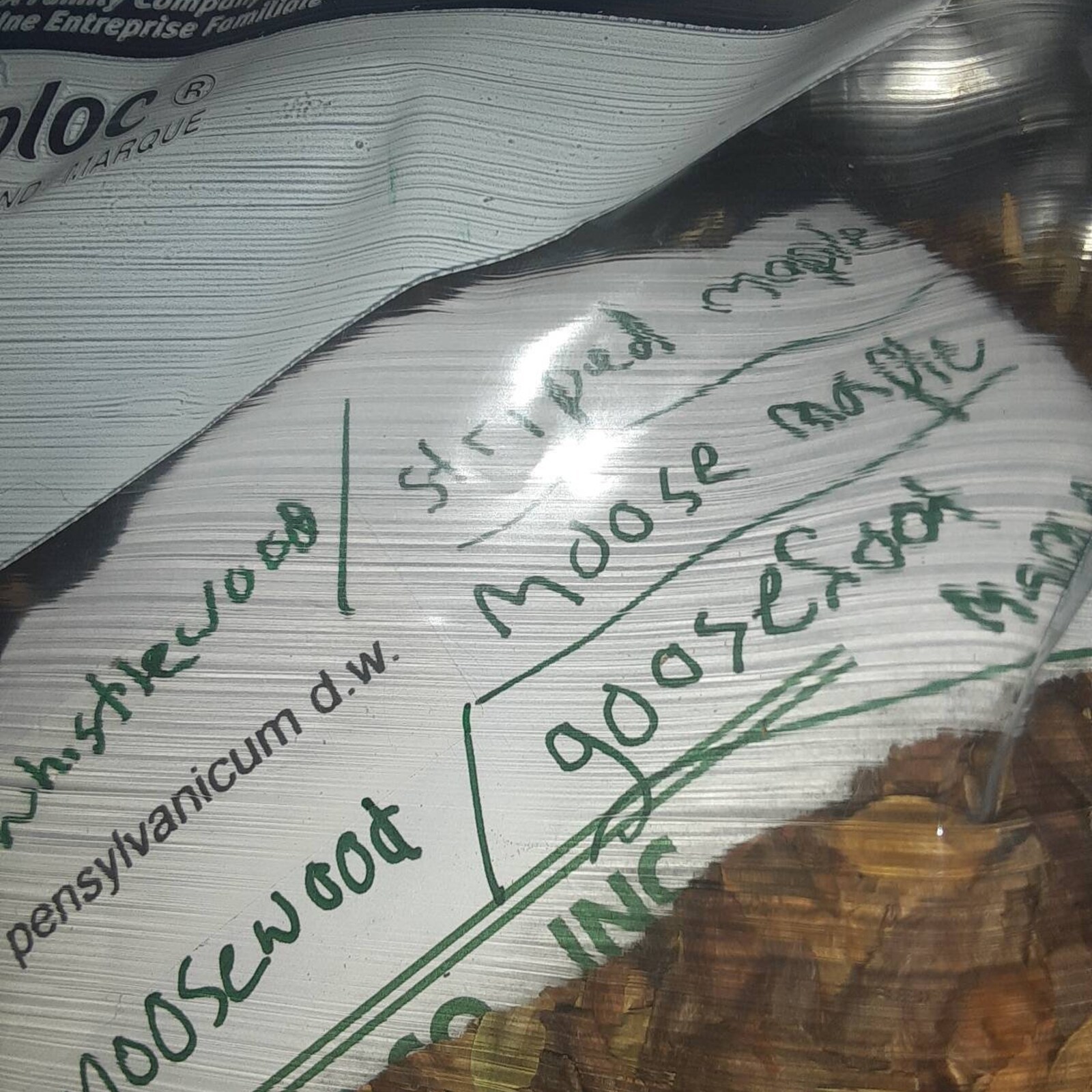 Goosefoot Maple Tree Seeds ACER PENSYLVANICUM Striped Maple Fresh Seeds ...