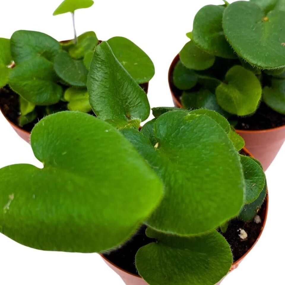 Heart Fern, 2 inch Set of 3, Hemionitis arifolia Tiny Mini Pixie Plants ...