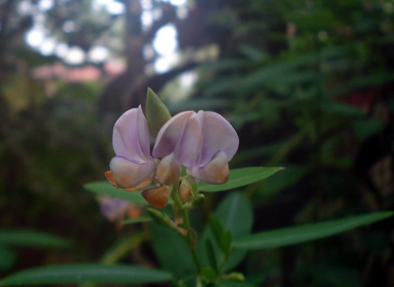 20 Seeds Codariocalyx Motorius Dancing Plant Telegraph Semaphore ...