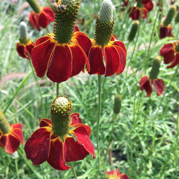 SMX Ratibida Columnifera Dwarf Red Coneflower Red Midget 1000 Seeds ...