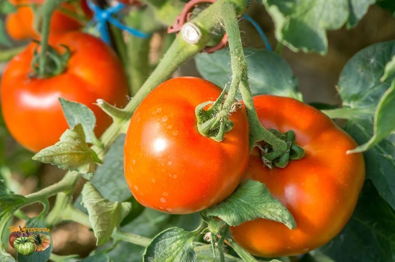 BRN 50 Seeds Salsa Tomato Juicy Tomatoe Vegetable Edible Food Fresh ...