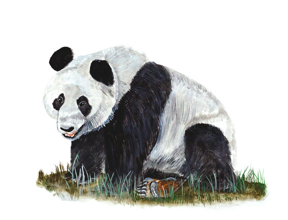 Giant Panda Bear China Vinyl Window Glass Decal Sticker Home Room Decor ...