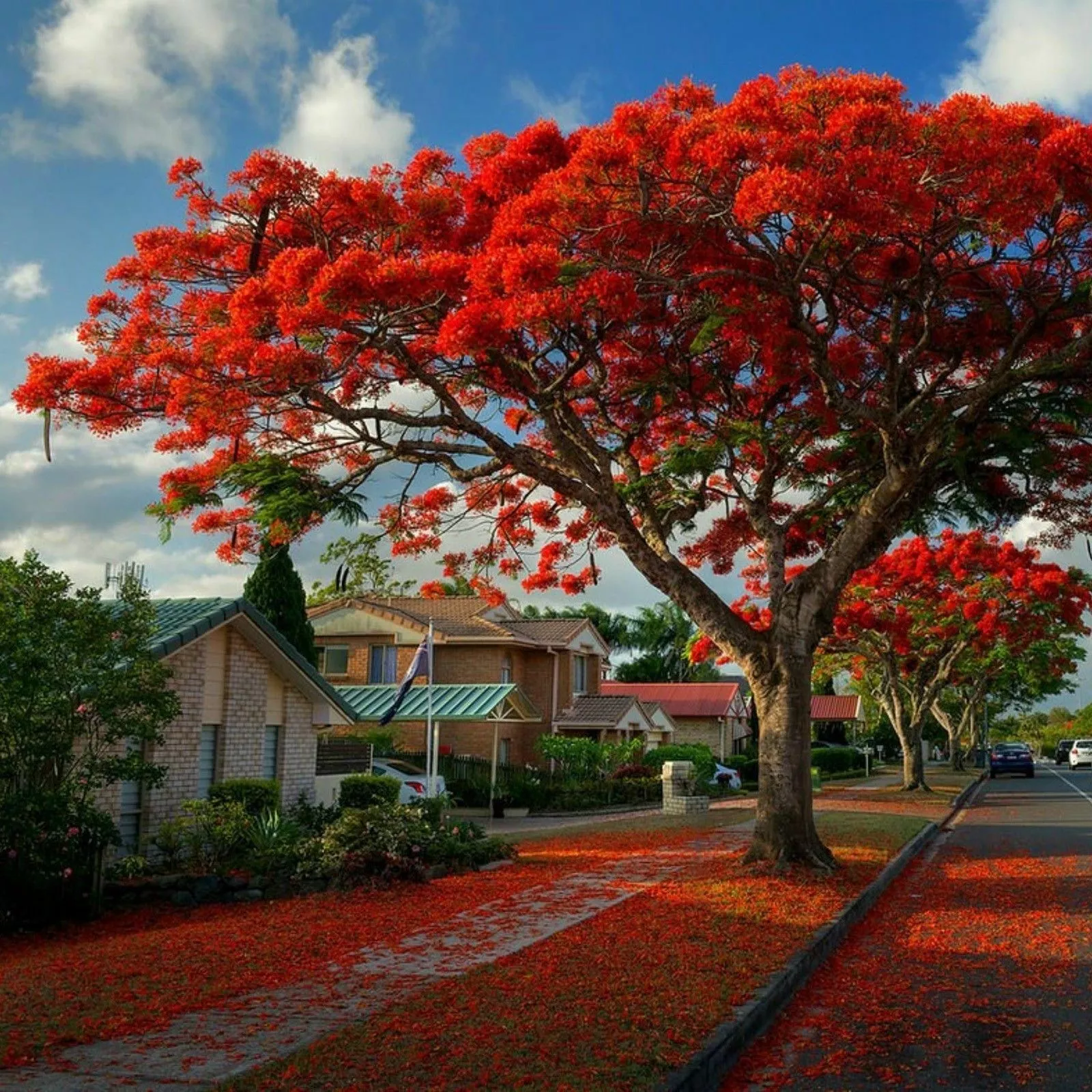 Royal Poinciana Flamboyant Flame Tree 8-12" Tall Live Plant Delonix ...