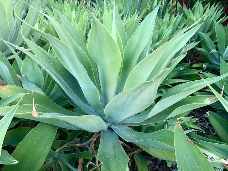 LWK Foxtail Agave Agave Attenuata 20 Seeds Fast Shipping - Seeds & Bulbs