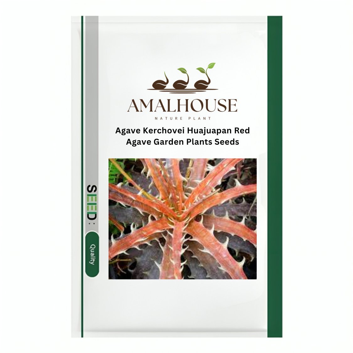 Agave Kerchovei Huajuapan Red Agave Garden Plants - 10 PCS Seeds - Home ...