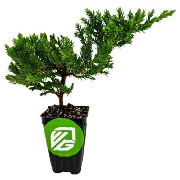 Best Dwarf Japanese Garden Juniper Prebonsai Juniperus Procumbens Nana Live Seeds And Bulbs