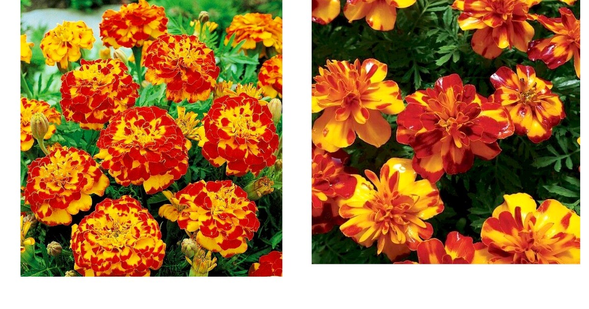 300 Seeds French Marigold BOLERO Mix FIERY COLORS Dwarf Beneficial ...