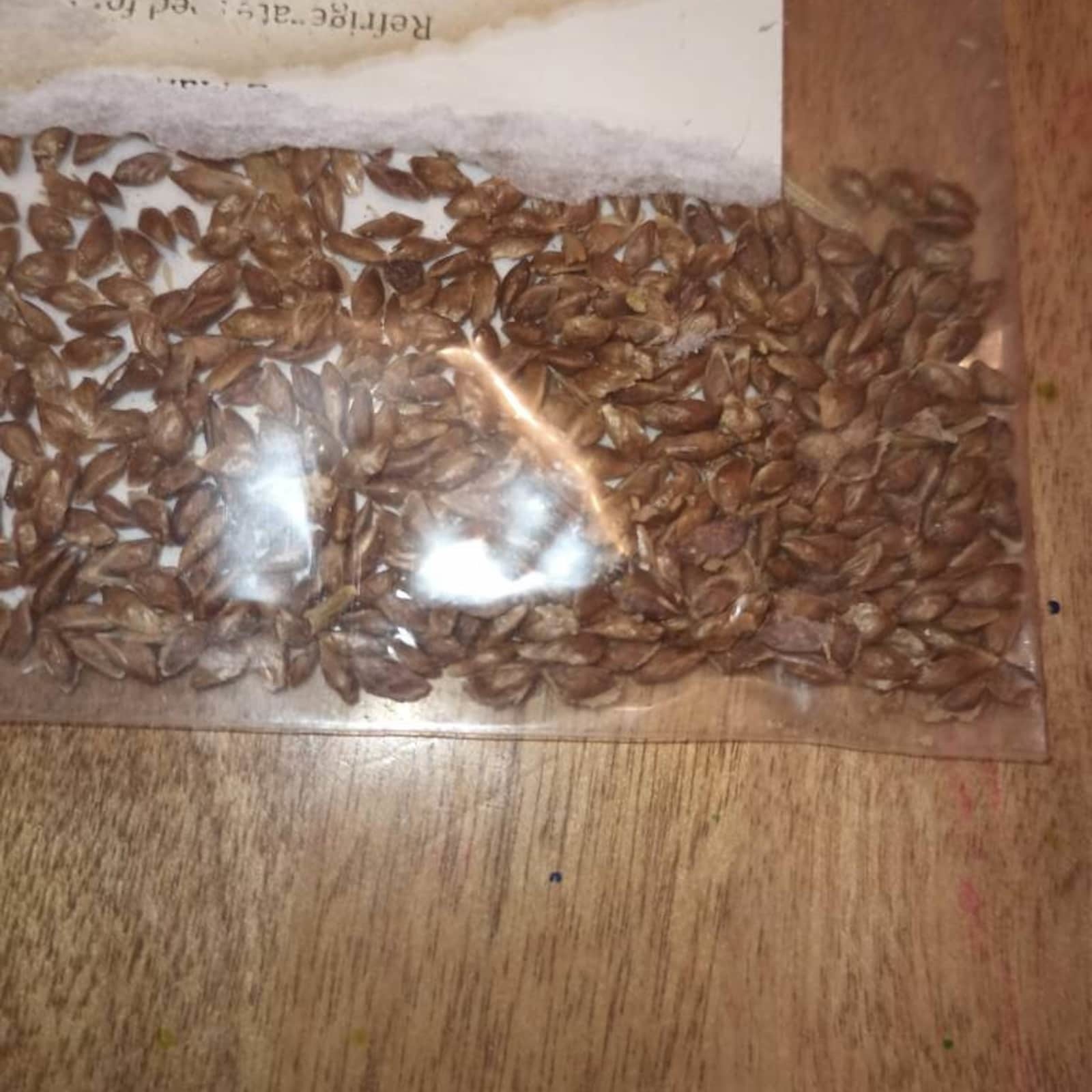 Mountain Hemlock Tree Seeds Tsuga Mertensiana Fresh Seeds - Seeds & Bulbs