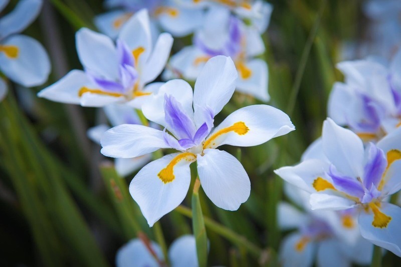 PS African Iris Fortnight Lily Dietes Iridioides 30 Seeds Fast Grow ...