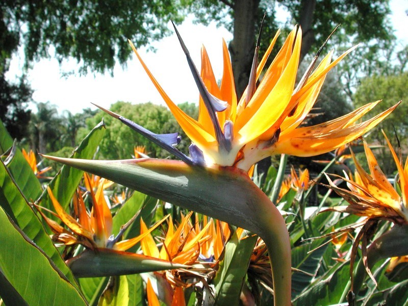 SRN Bird Of Paradise Flowering Strelitzia Reginae Flower Seeds 50 ...