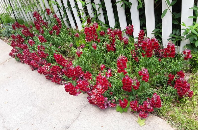 500 Snapdragon Flower Seeds Maroon With Yellow Lip Grown Seeds Fast ...