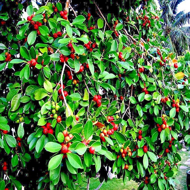 LD 50 Strawberry Guava Tree Seeds Psidium Cattleianum Edible Fruit Fast ...