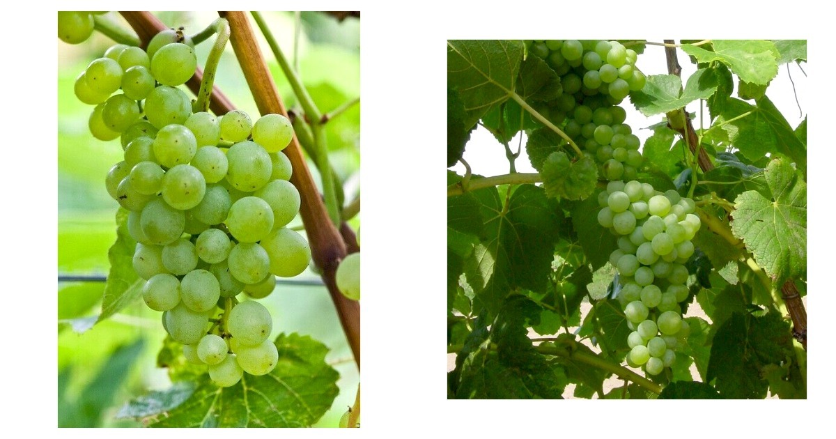 1-2 yr Old - 2 Lakemont Live Seedless Grape Vine Plants - Pruned for ...