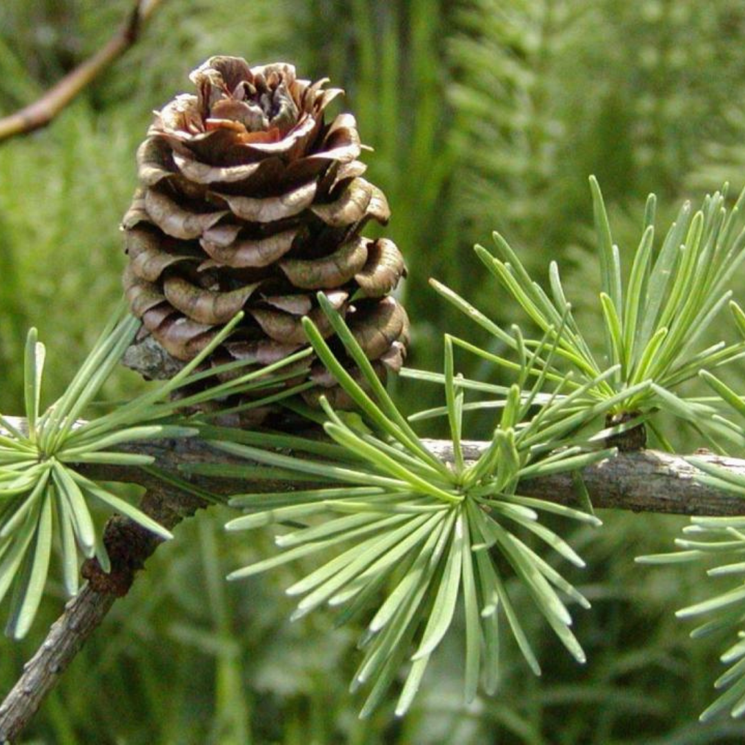 Larch 'Green Noodles' Series, Heirloom Larix, Evergreen Tree - 50 Seeds ...