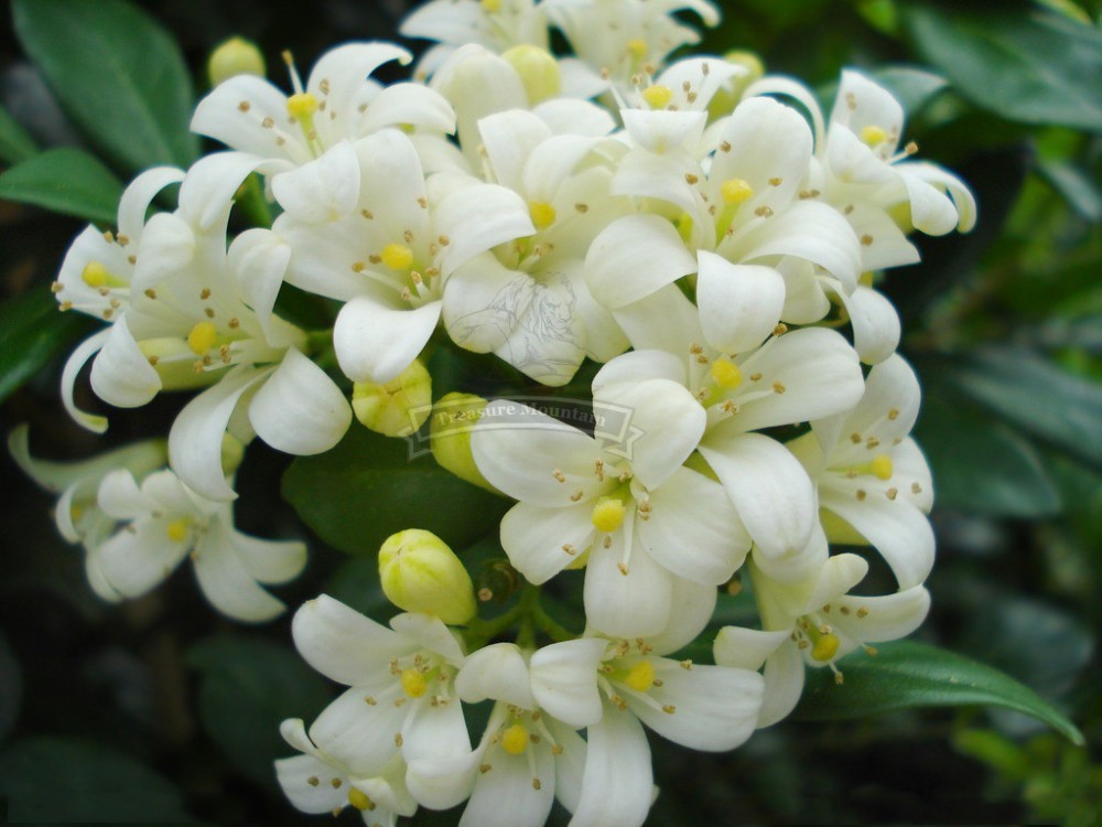 1 Pack 200 Seeds Real Murraya Paniculata White Orange Jasmine Kamuning ...