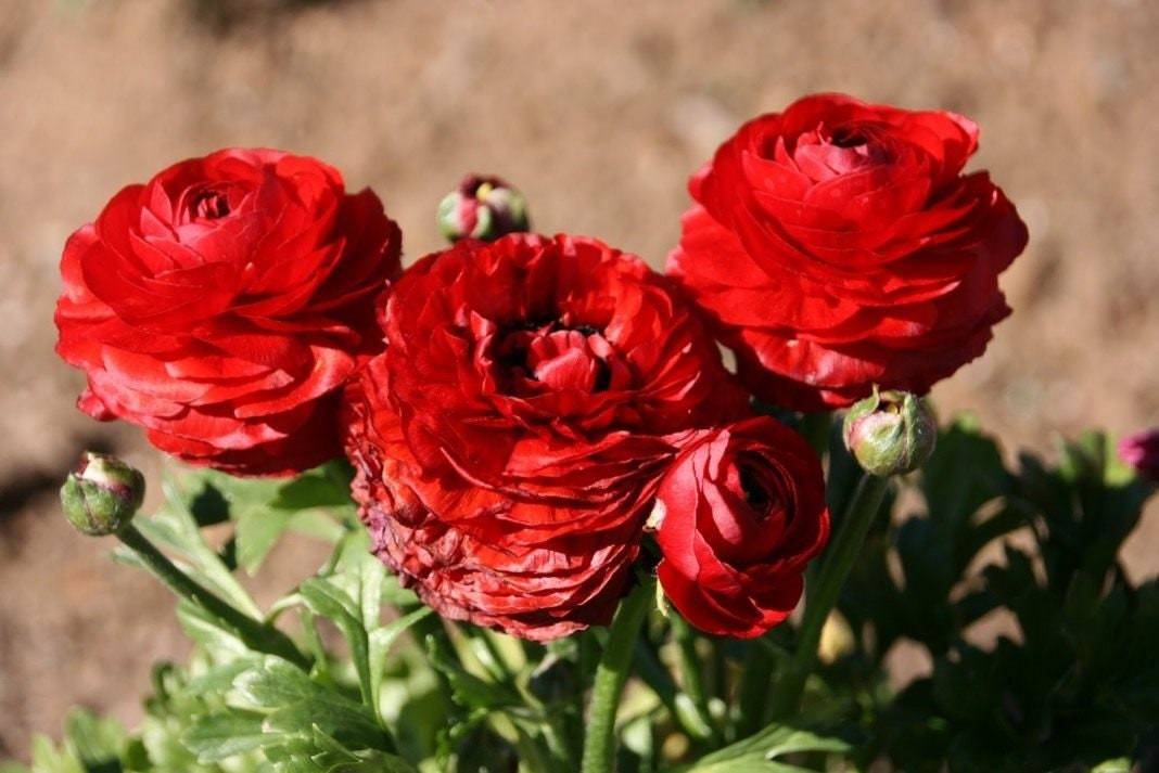 Ranunculus Aviv Red color, Persian rose cherry red blooms, Asian ...