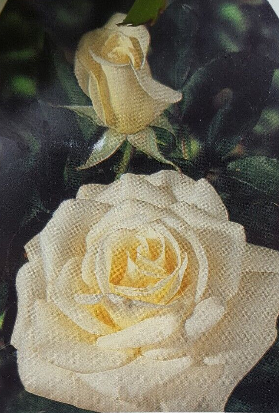 John F Kennedy White Rose 5 Gal Live Bush Plants Hybrid Tea Plant Fine ...