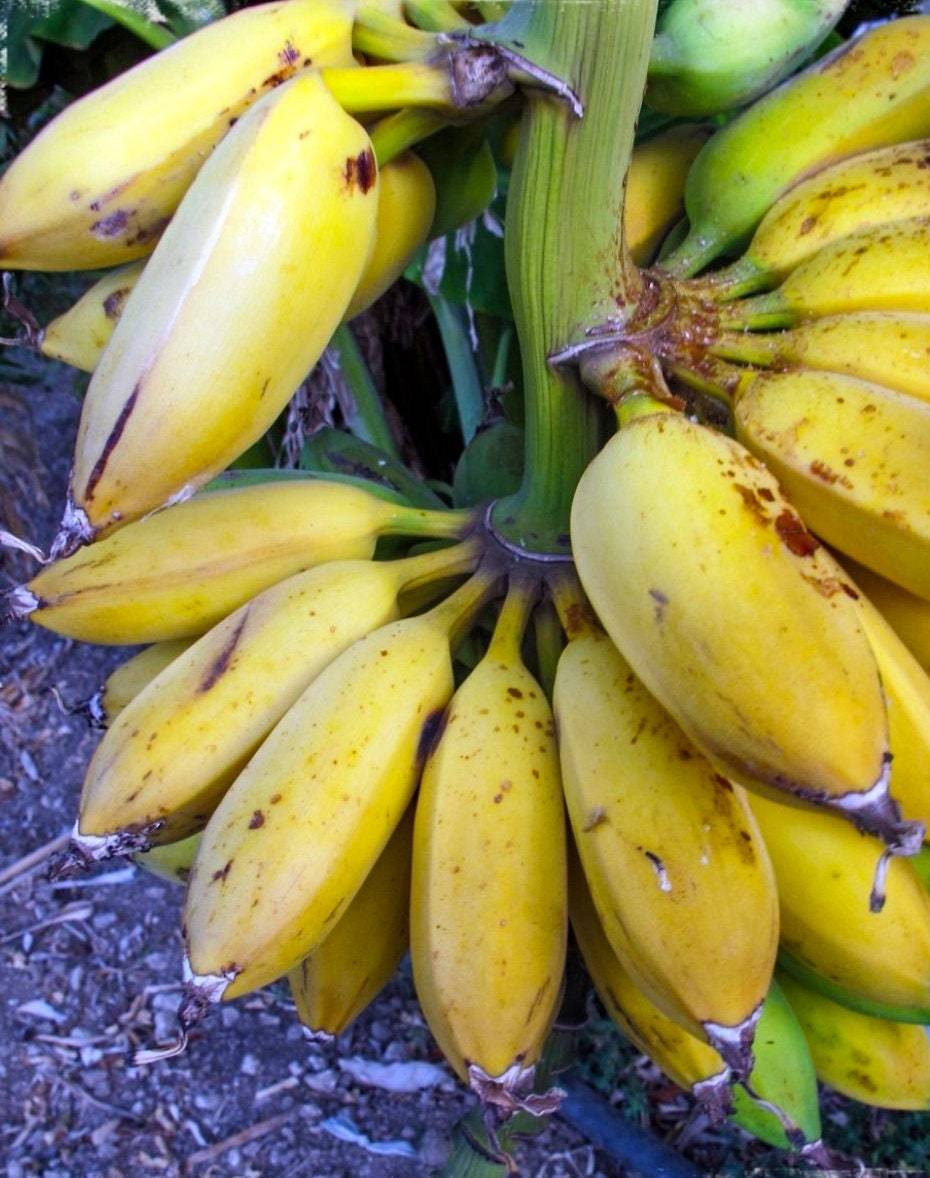Musa Basjoo Banana Tree , Live Plant 8 Inches Tall - Plants & Seedlings