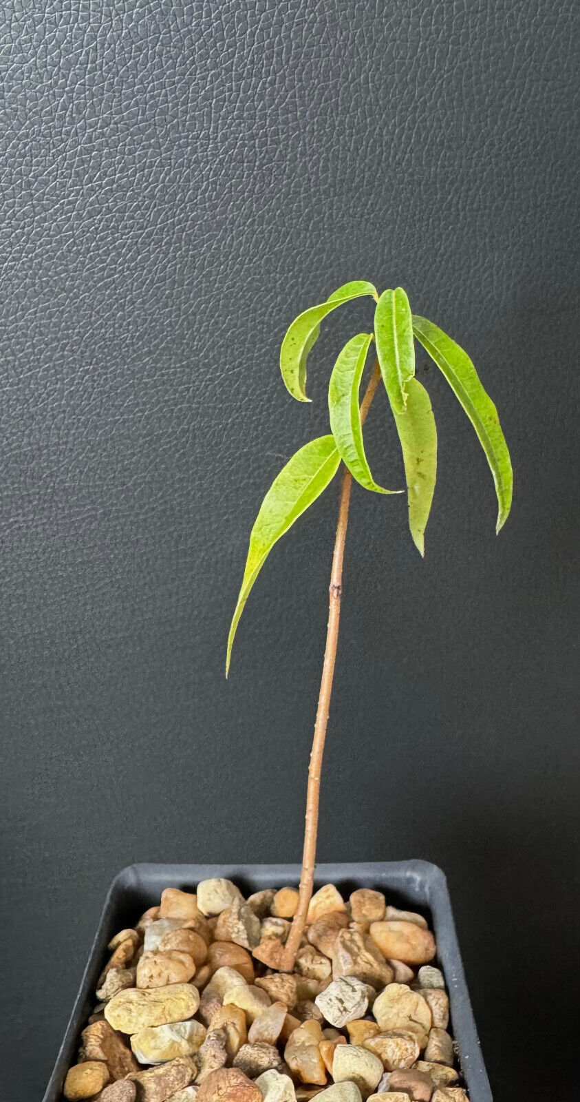 BEST MAHOGANY Swietenia Mahagoni Hardwood Caoba Wood tree 2" pot plant ...