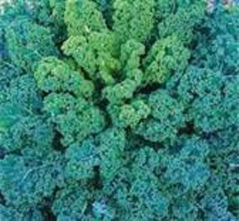 Best Kale Vates Blue Curled 200 Seeds - Seeds & Bulbs