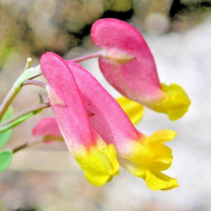 BRN 500 Rock Harlequin Seeds Corydalis Sempervirens Flowering Fern ...