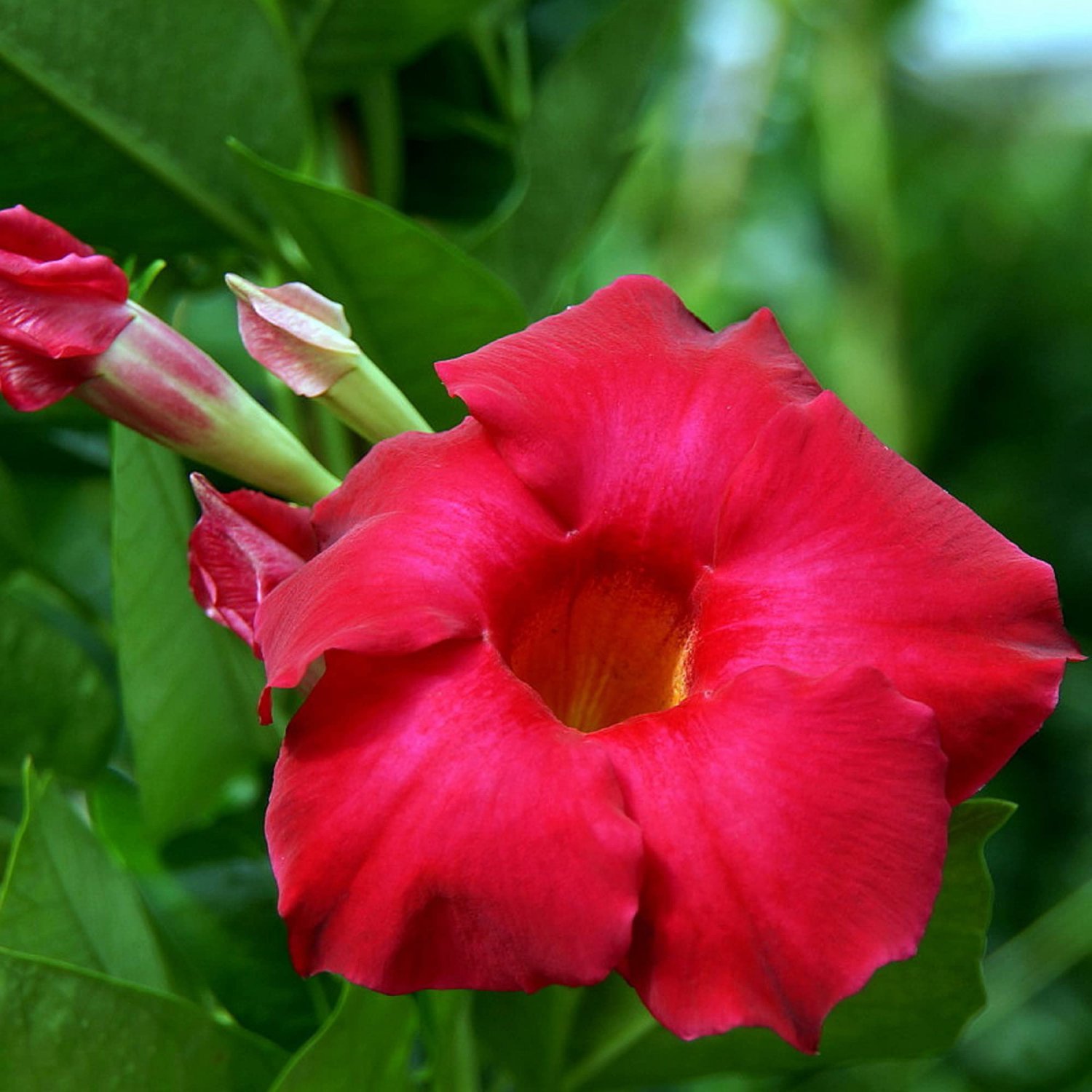 200 Seeds Climbing Mandevilla Sanderi Dipladenia sanderi Dark Red ...