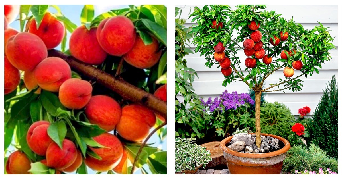 30 Pcs Dwarf Bonanza Peaches, Peach Tree - Peach Bonsai- Seeds - Seeds ...
