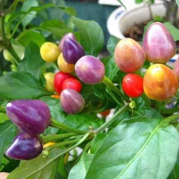 KKG 20 Rainbow Heirloom Pepper Christmas Light Seeds Flowers Planting ...