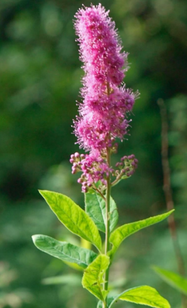 50 Pc Seeds Douglas Spirea Flower, Rose Spirea Seeds for Planting | RK ...